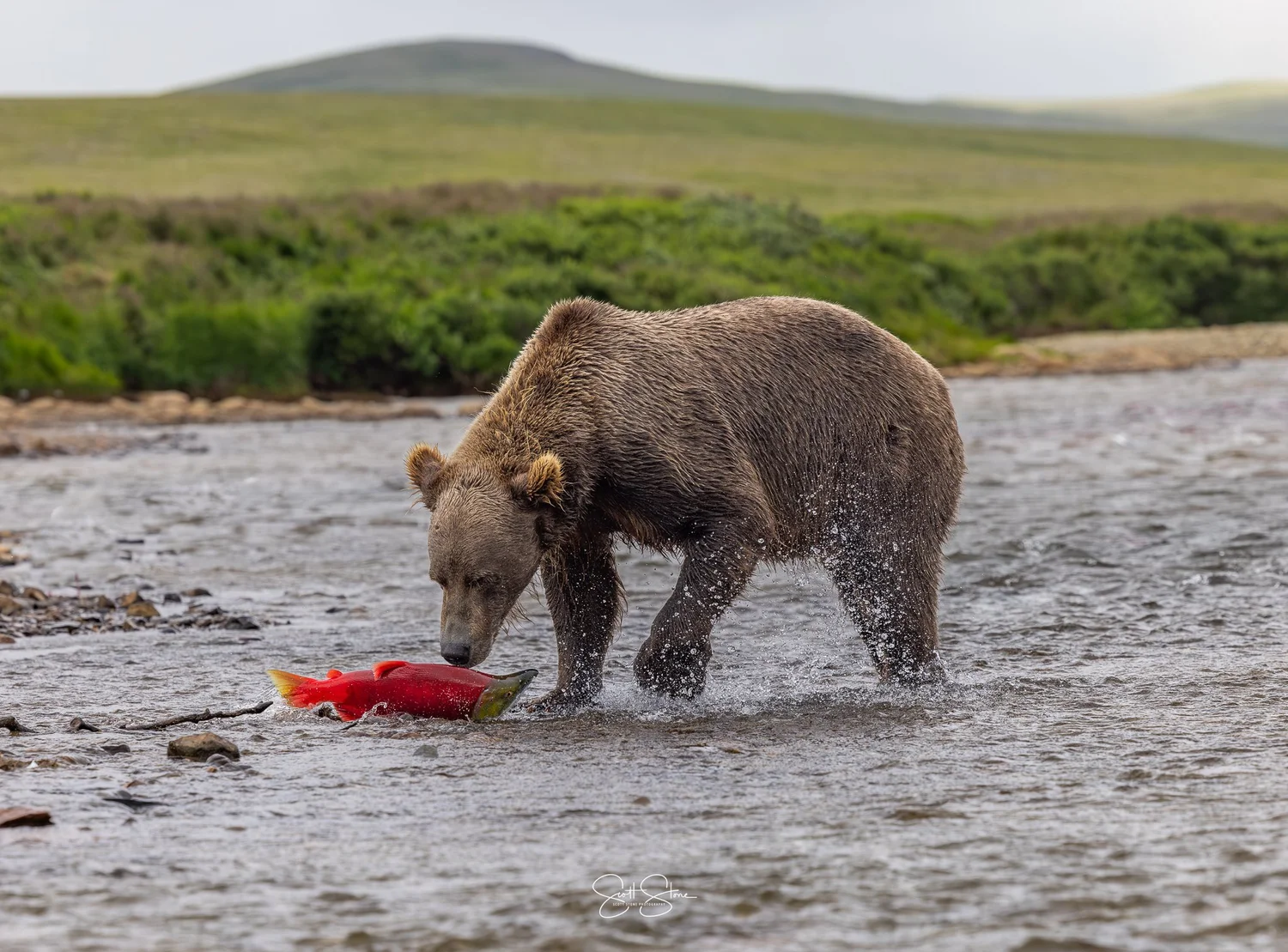 Gallery | Discover Wildlife – Book Today — Scott Stone Photography ...