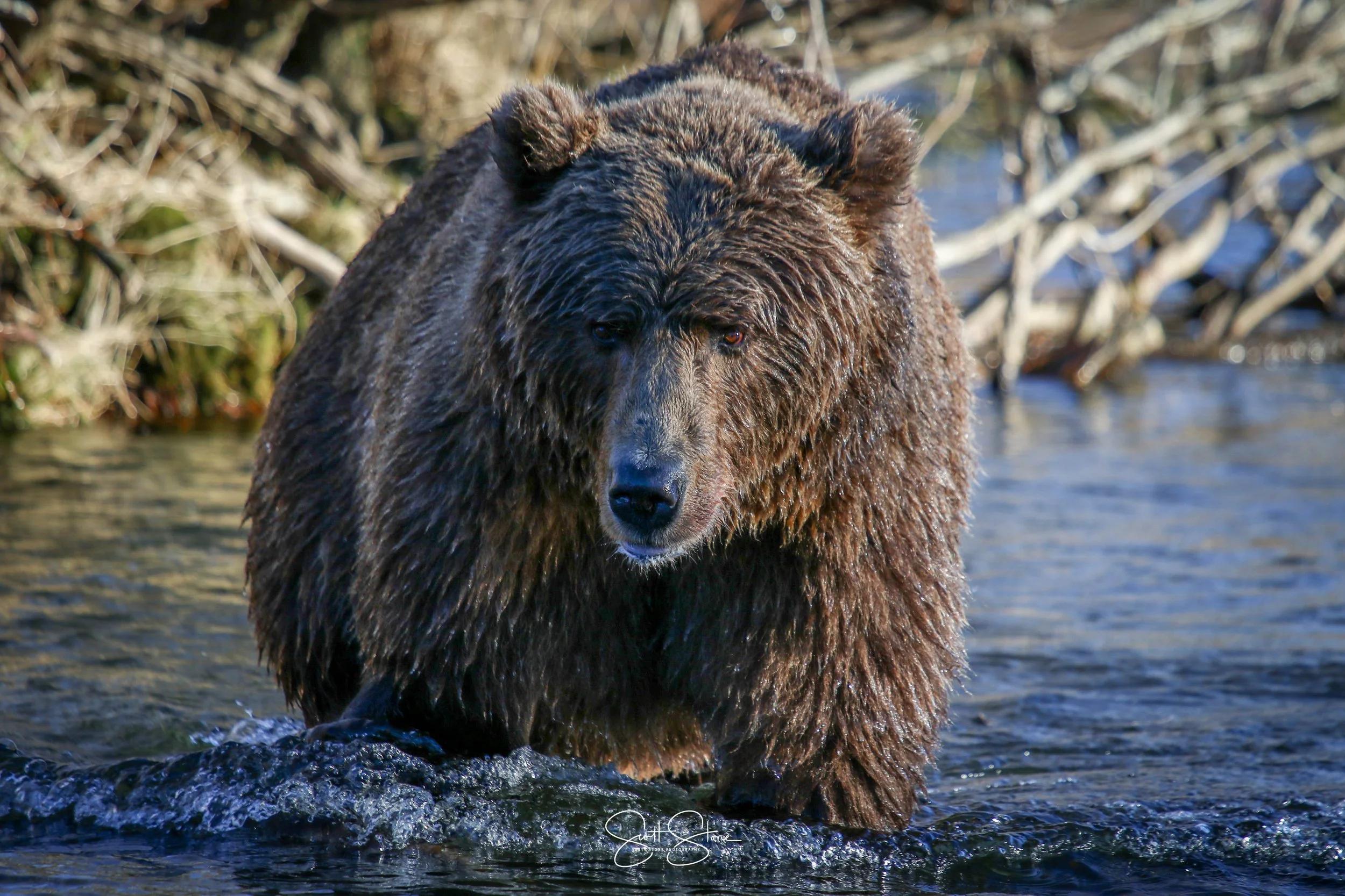 Kodiak Bear Camp Explore And Capture Bears — Book Now — Scott Stone