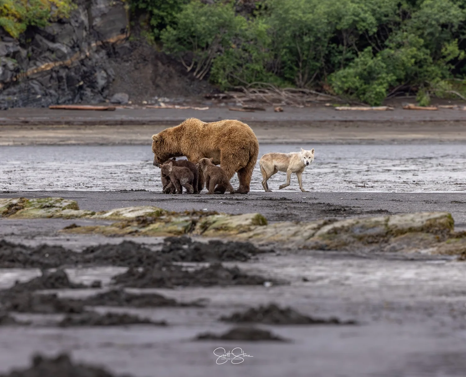 Alaska Wolf Tour — Scott Stone Photography | Alaska Bear Viewing Camps ...