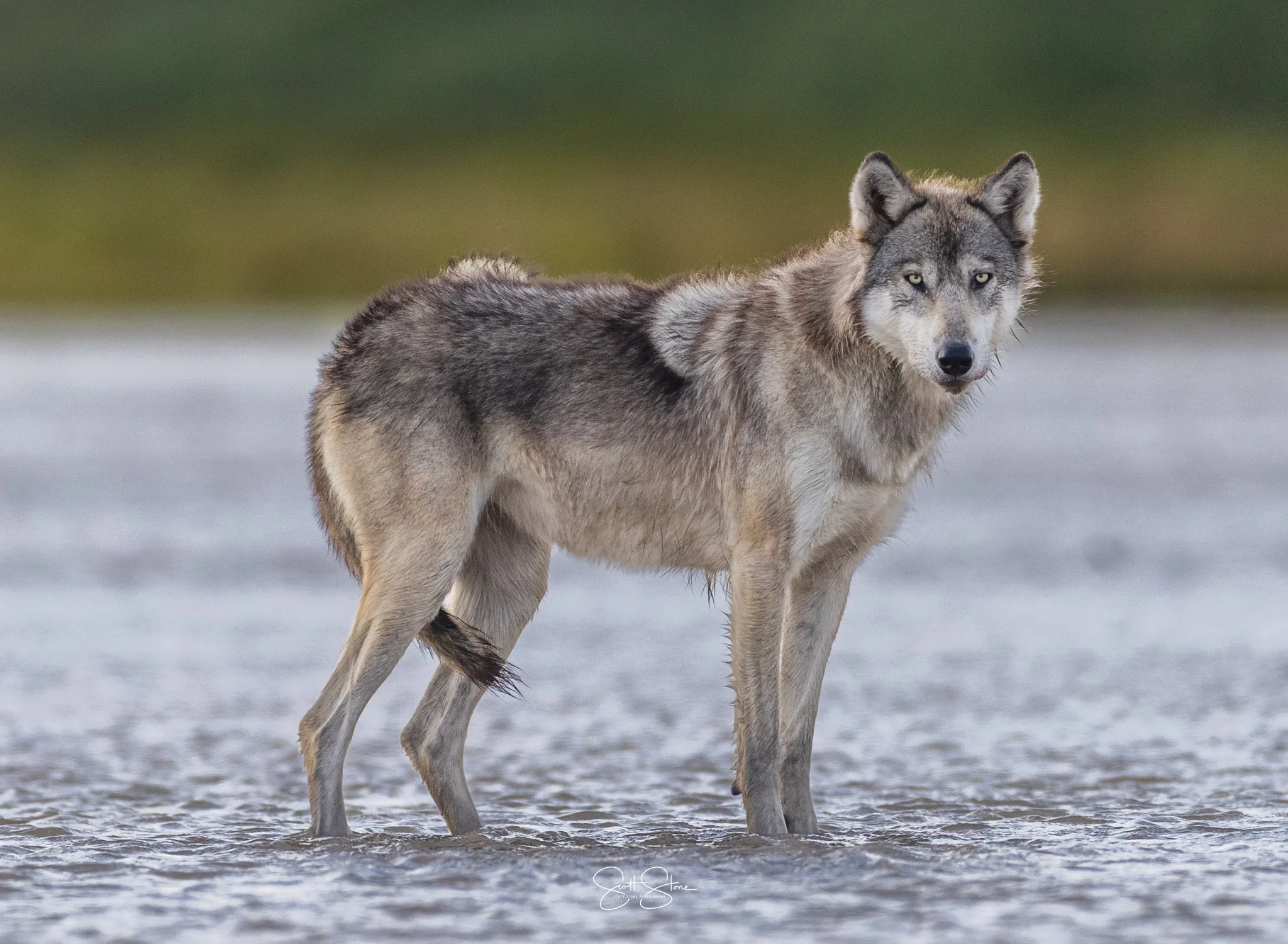 Aleutian Bear & Wolf Wilderness Adventure | Discover & Capture ...