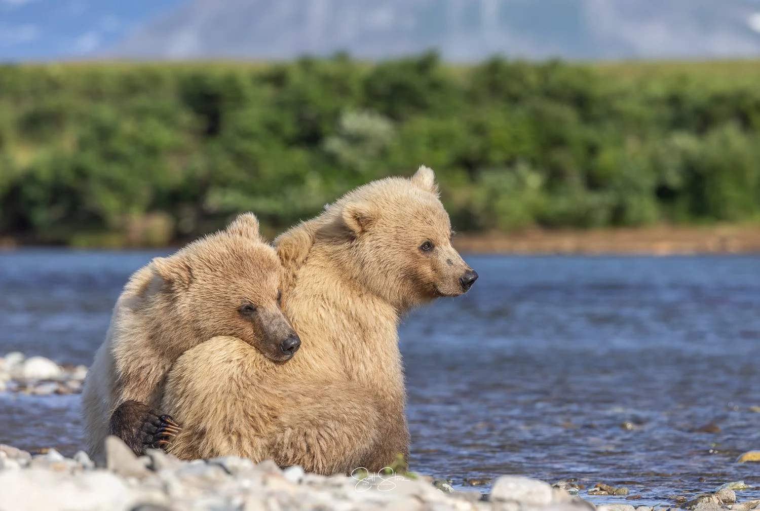 Gallery | Discover Wildlife – Book Today — Scott Stone Photography ...