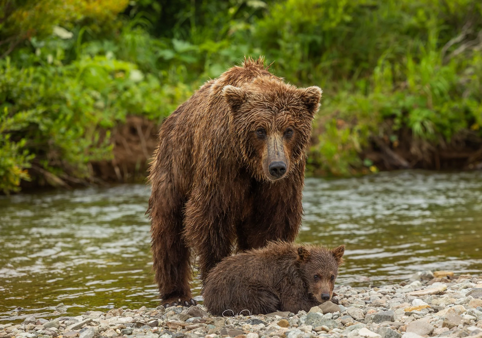 Book Now - Alaska Bear Camps & All-Inclusive Wildlife Photography Tours ...