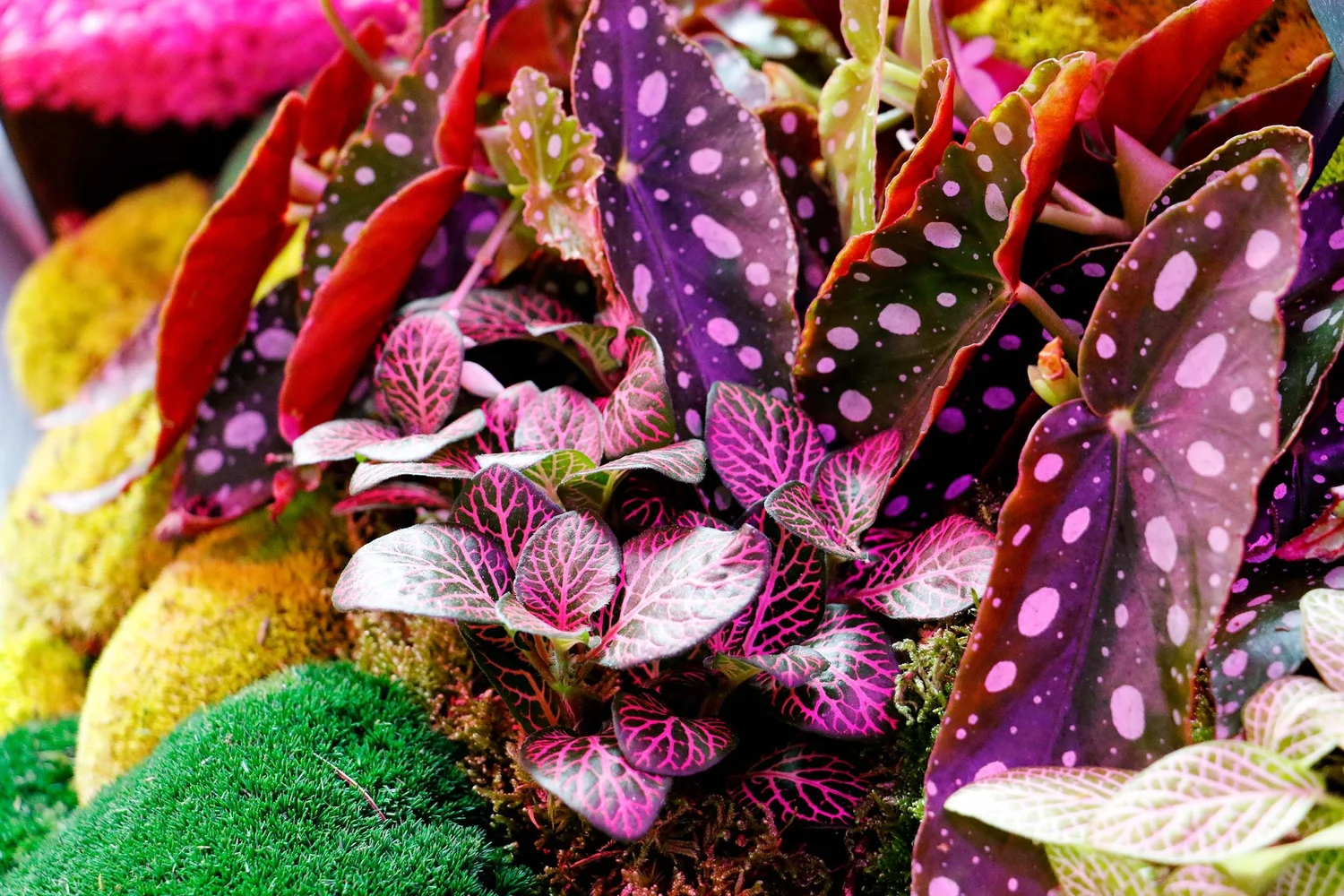 Botanical Design & Styling — Plants By There
