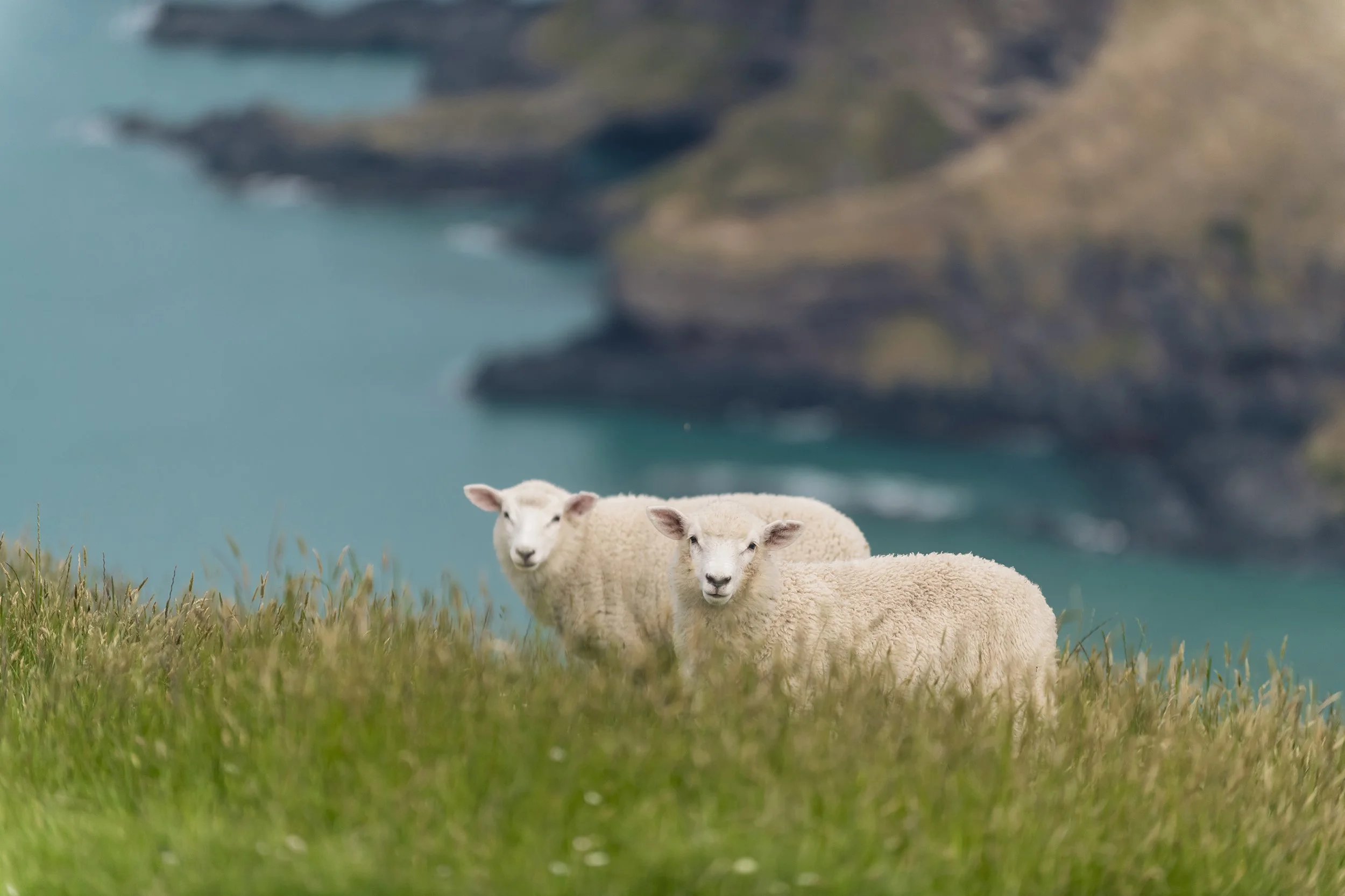 Wools of New Zealand International