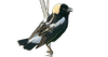 The Bobolink — Cazenovia Preservation Foundation