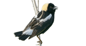 The Bobolink — Cazenovia Preservation Foundation