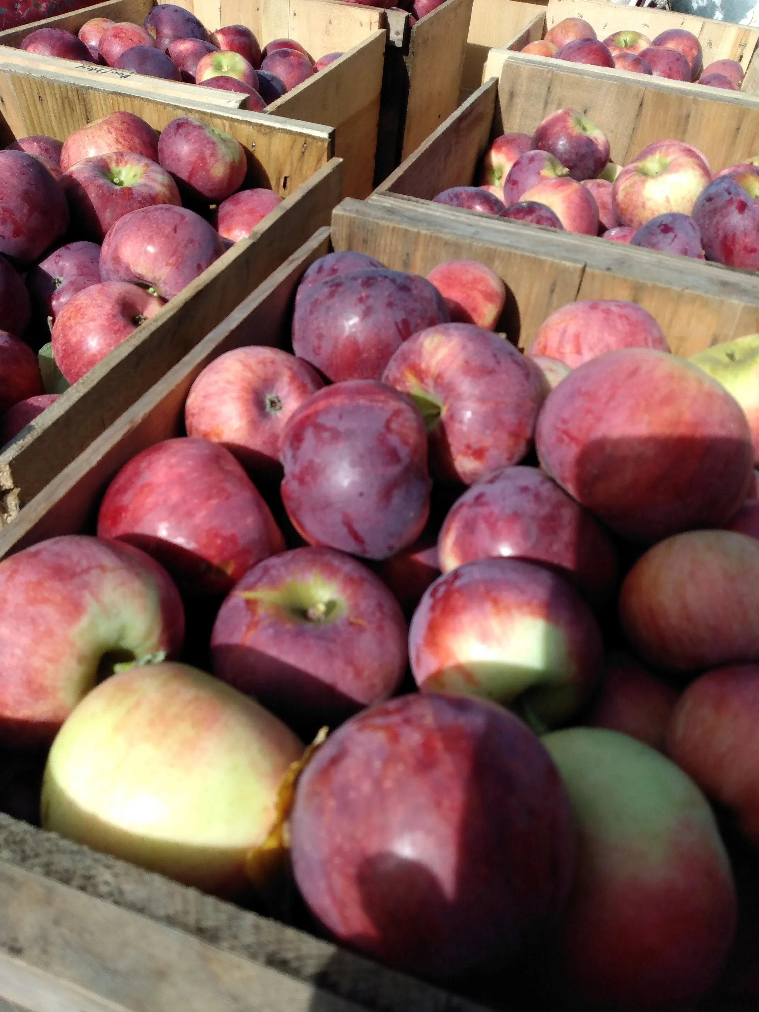 The Orchard — Boothby's Farm Market & Orchard