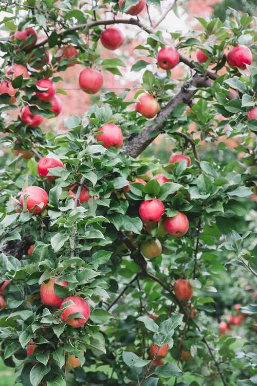 The Orchard — Boothby's Farm Market & Orchard