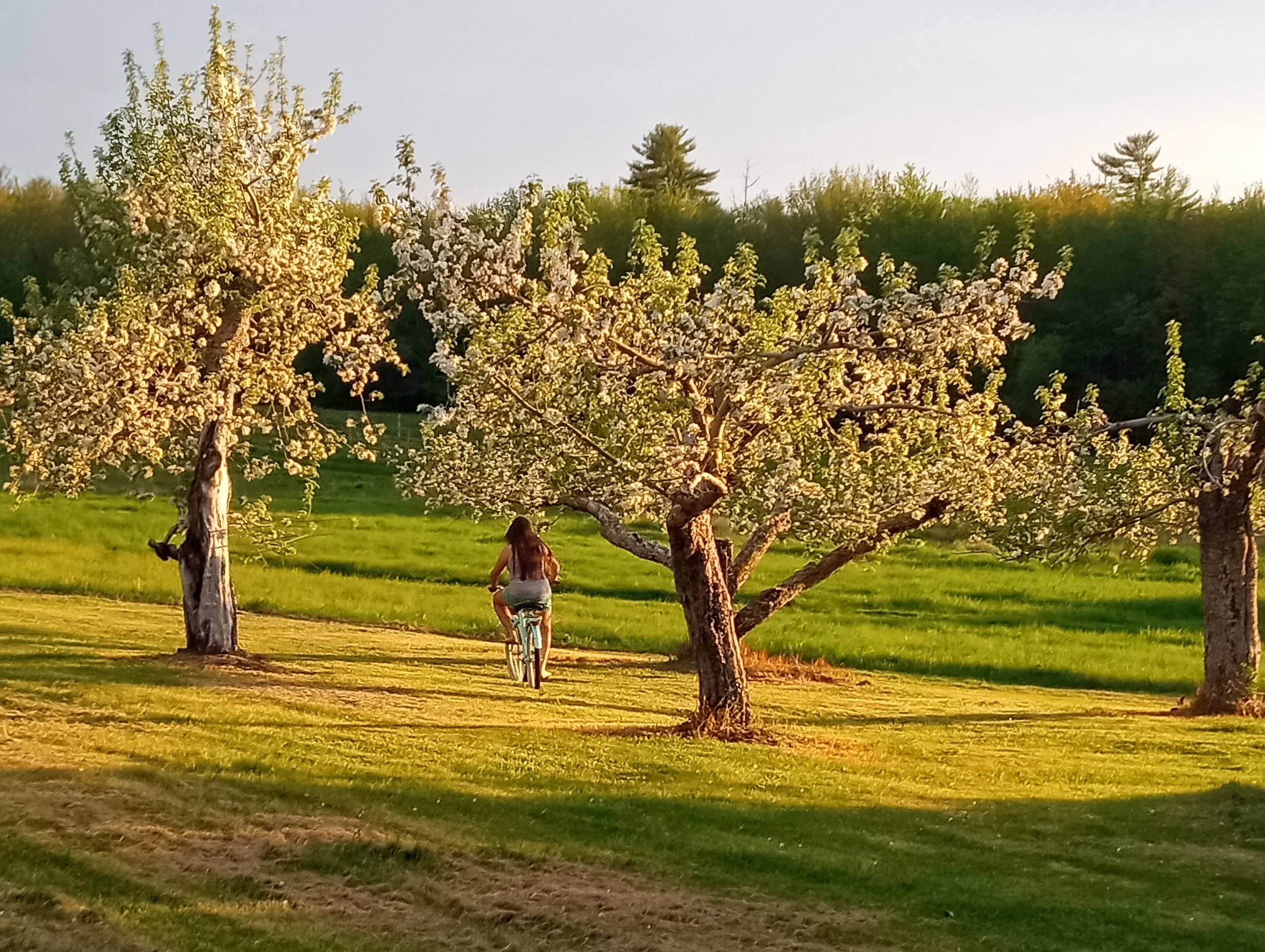 Boothby's Farm Market & Orchard