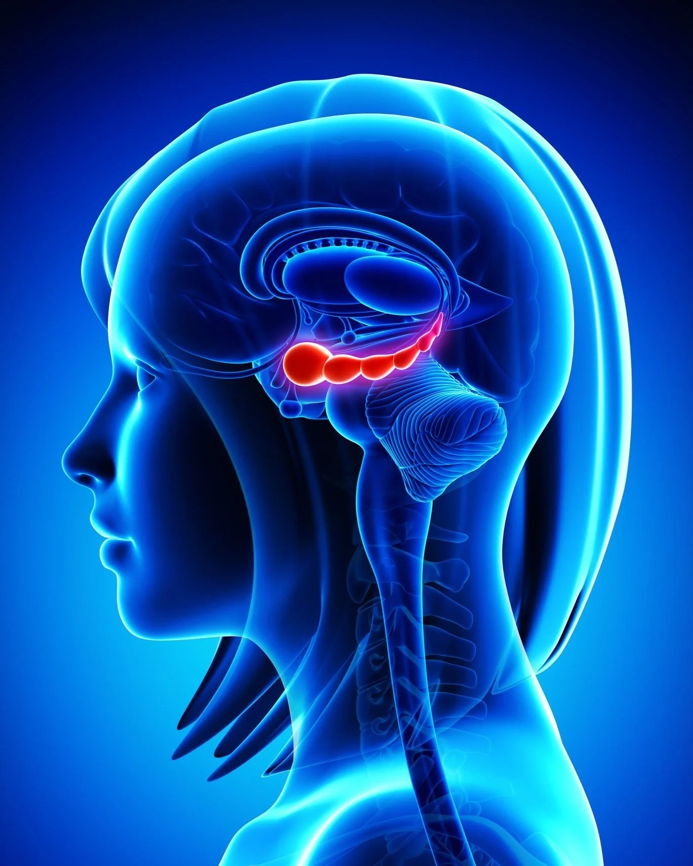 The Fear Network: How the Brain Influences Behavior — Midpoint Counseling