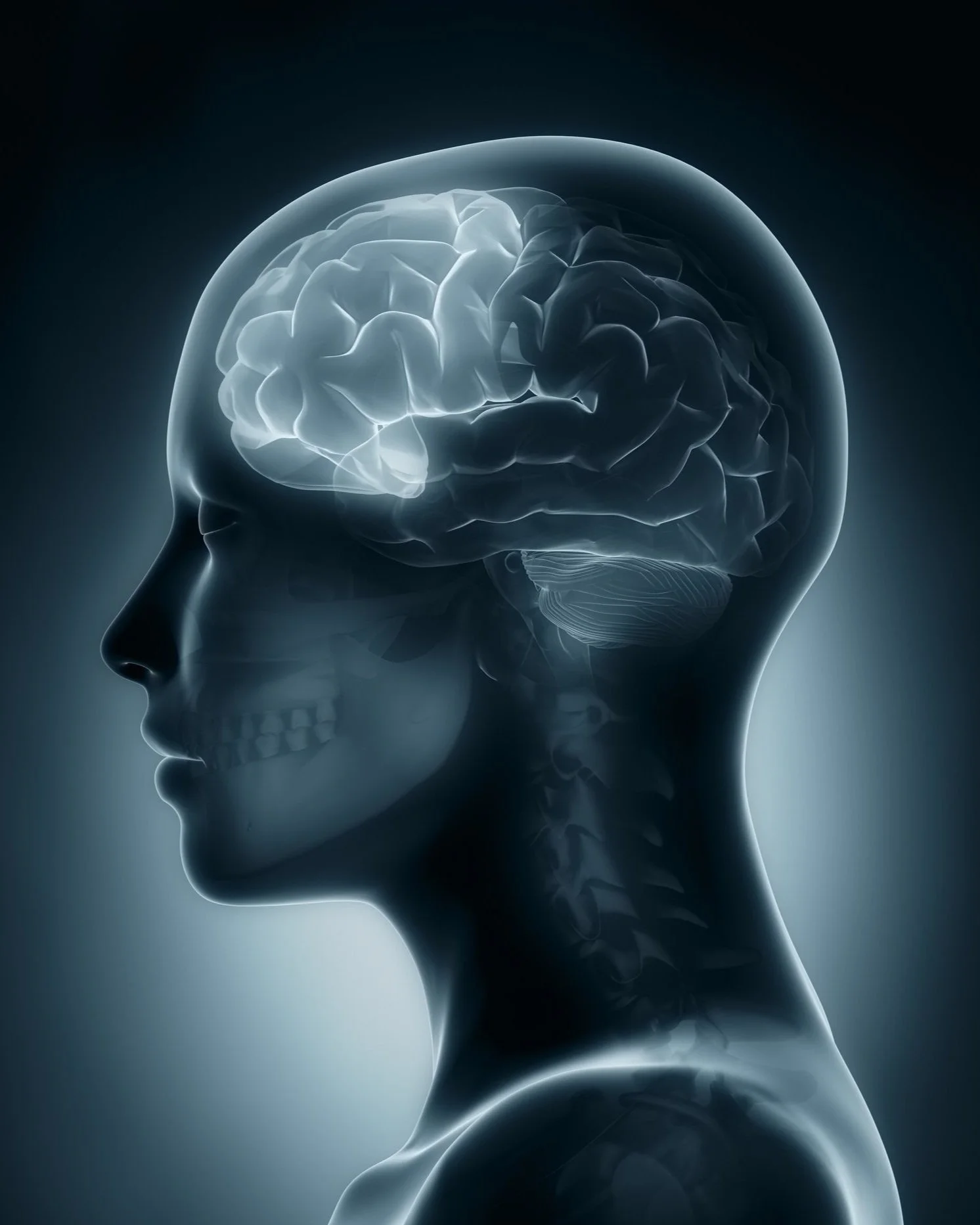 The Fear Network: How the Brain Influences Behavior — Midpoint Counseling