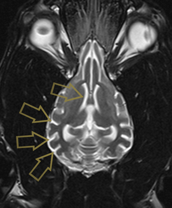 Canine Cognitive Dysfunction — Remedy Veterinary Specialists