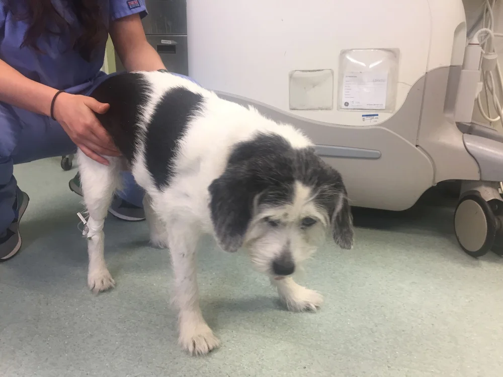 Spinal Cord Disease — Remedy Veterinary Specialists