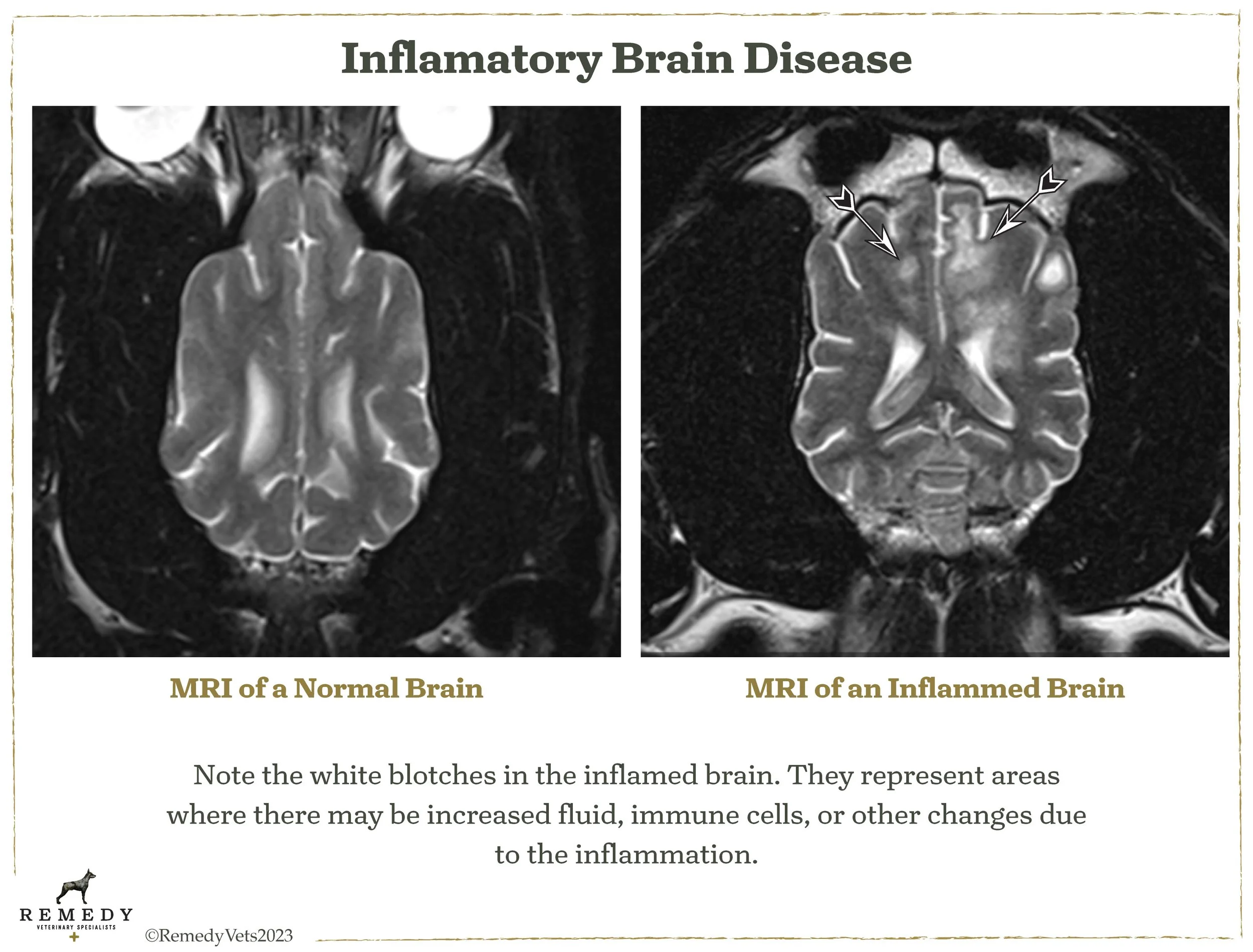 Inflammatory Brain Disease in Dogs and Cats — Remedy Veterinary Specialists