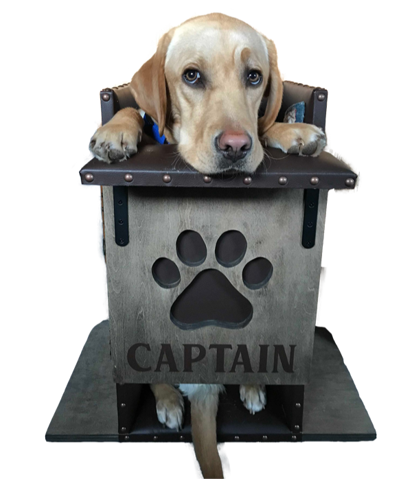 Megaesophagus in Dogs: Feeding, Hydration, and Bailey Chairs — Remedy ...