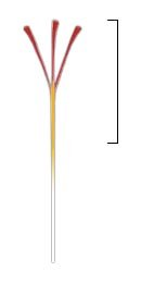 The highest quality saffron in New Zealand - buy online — GusWay Saffron