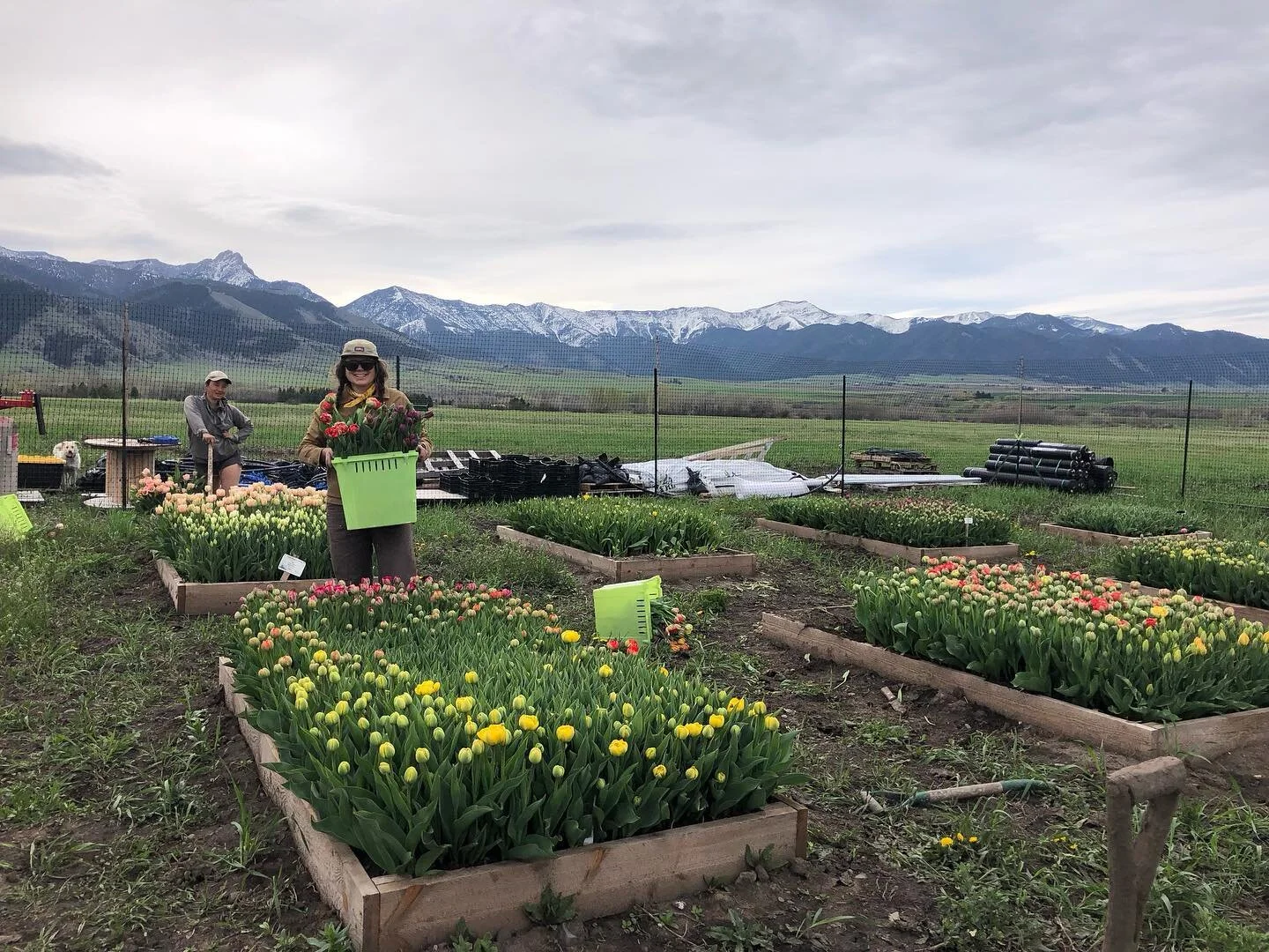 Kokoro Flowers | Fresh Cut Flowers & Seasonal Produce | Belgrade, MT