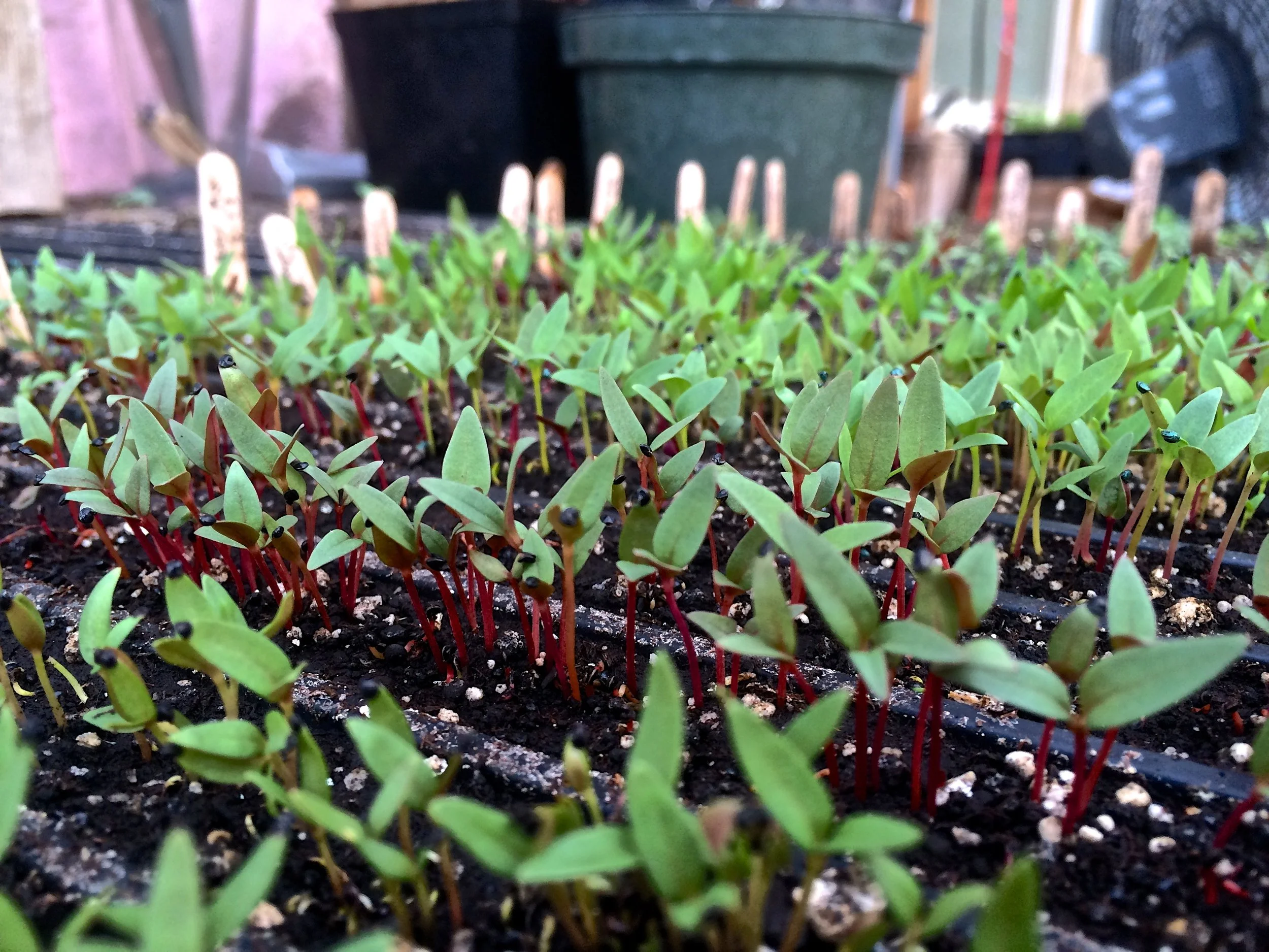 Kokoro Flowers | Fresh Cut Flowers & Seasonal Produce | Belgrade, MT