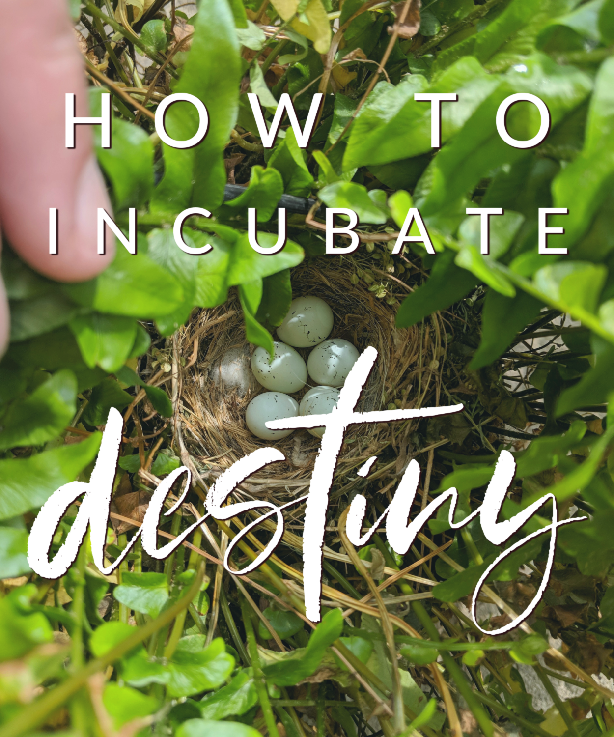 How to Incubate Destiny — Watchman on the Wall Ministries