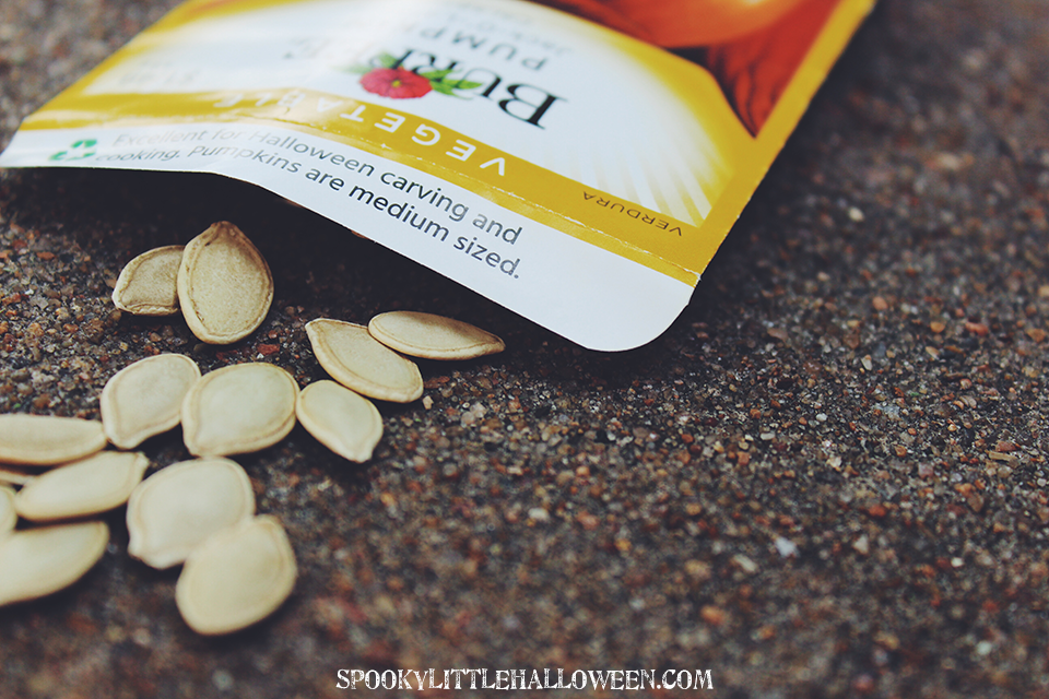 How to Grow Your Own Backyard Pumpkin Patch — Spooky Little Halloween