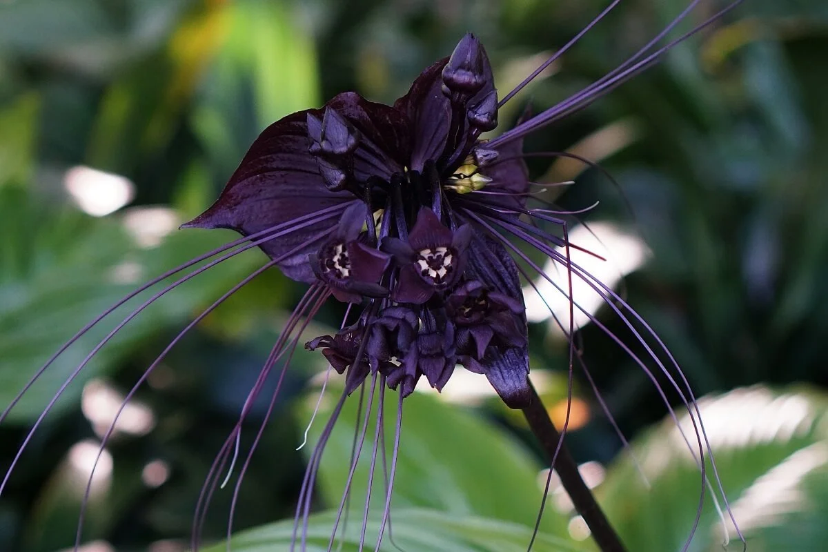 8 Flowers for Your Halloween Garden — Spooky Little Halloween
