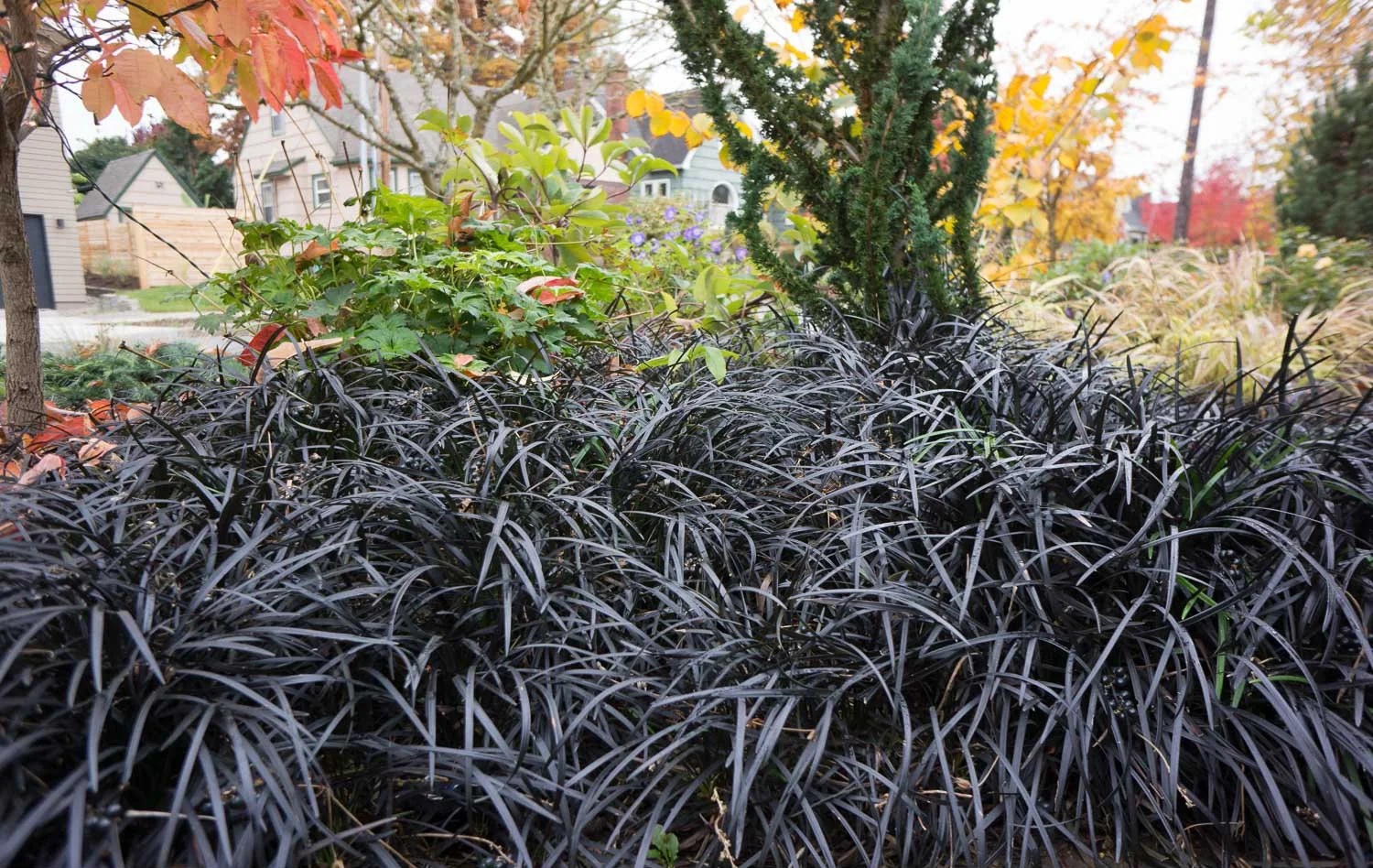 7 Plants for Your Halloween Garden — Spooky Little Halloween