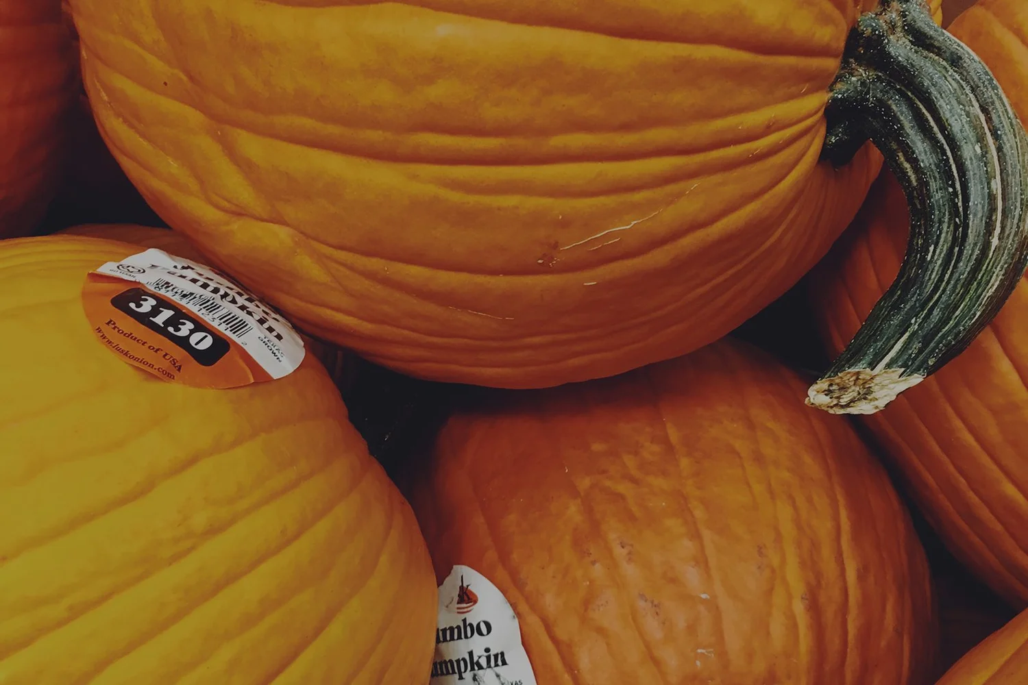 How to Grow Your Own Backyard Pumpkin Patch — Spooky Little Halloween