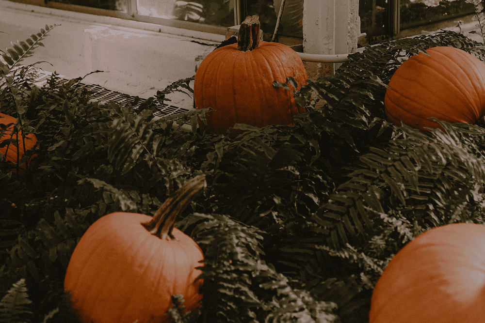7 Plants for Your Halloween Garden — Spooky Little Halloween