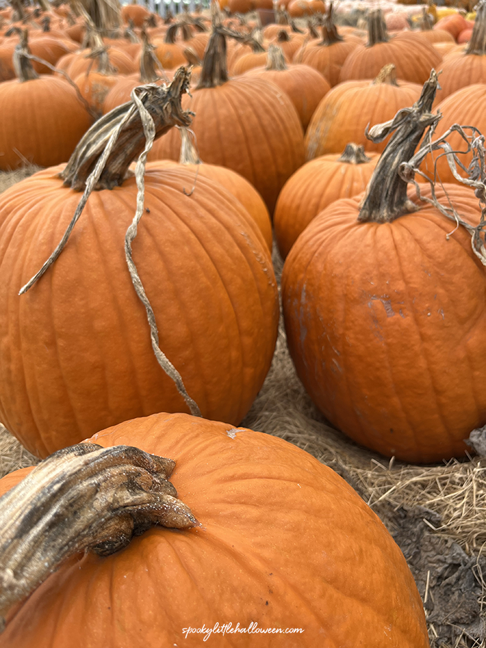 How to Share Your Love of Halloween (Without Hosting a Party) — Spooky ...