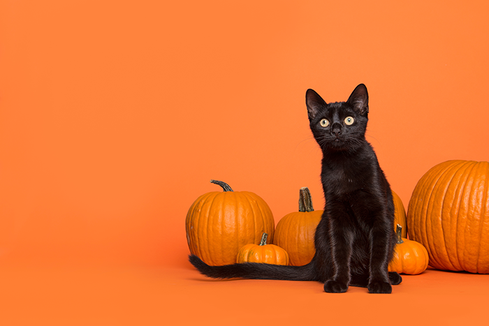 13 Good Luck Charms for Halloween Lovers — Spooky Little Halloween