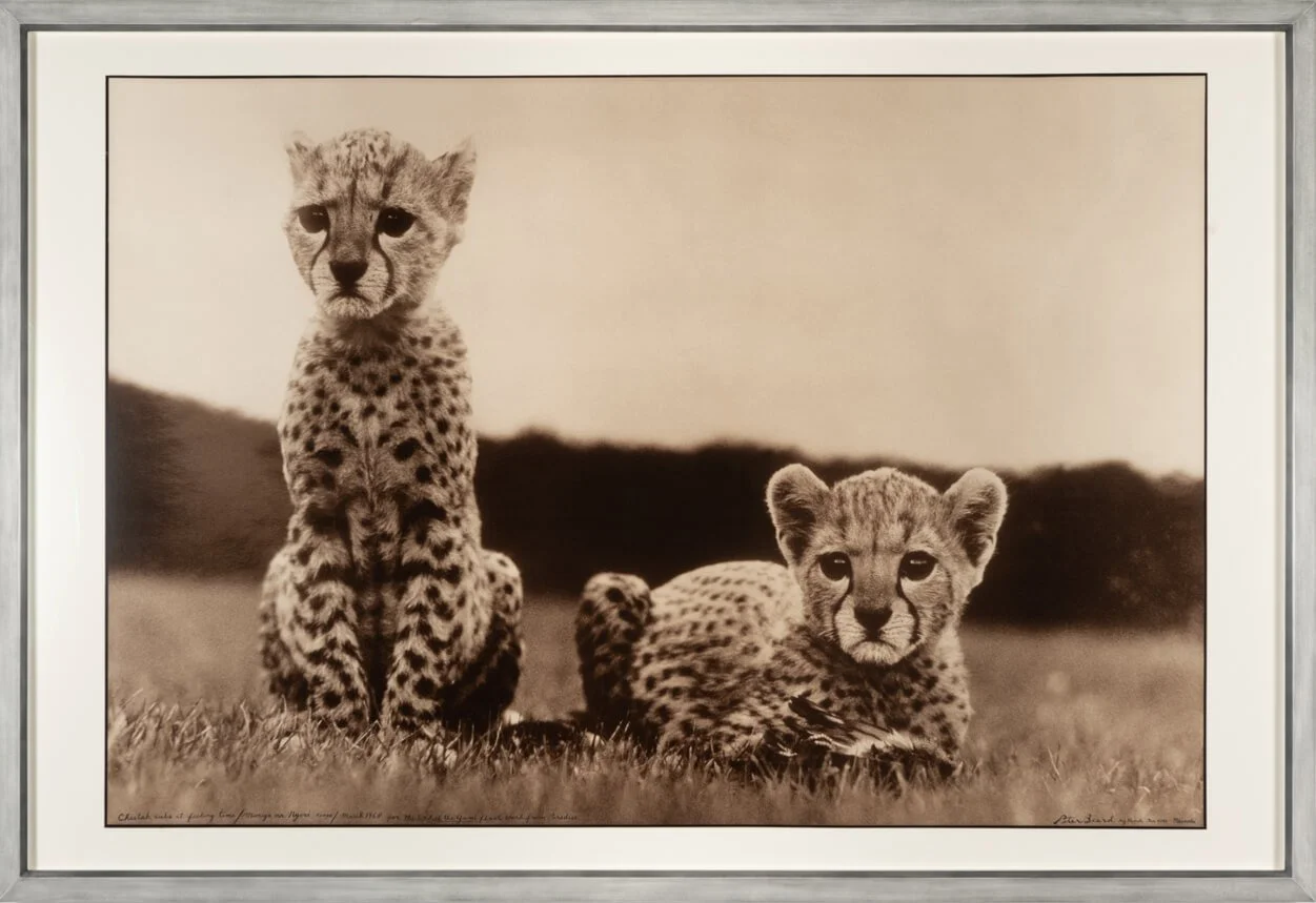 White Cheetah Cubs