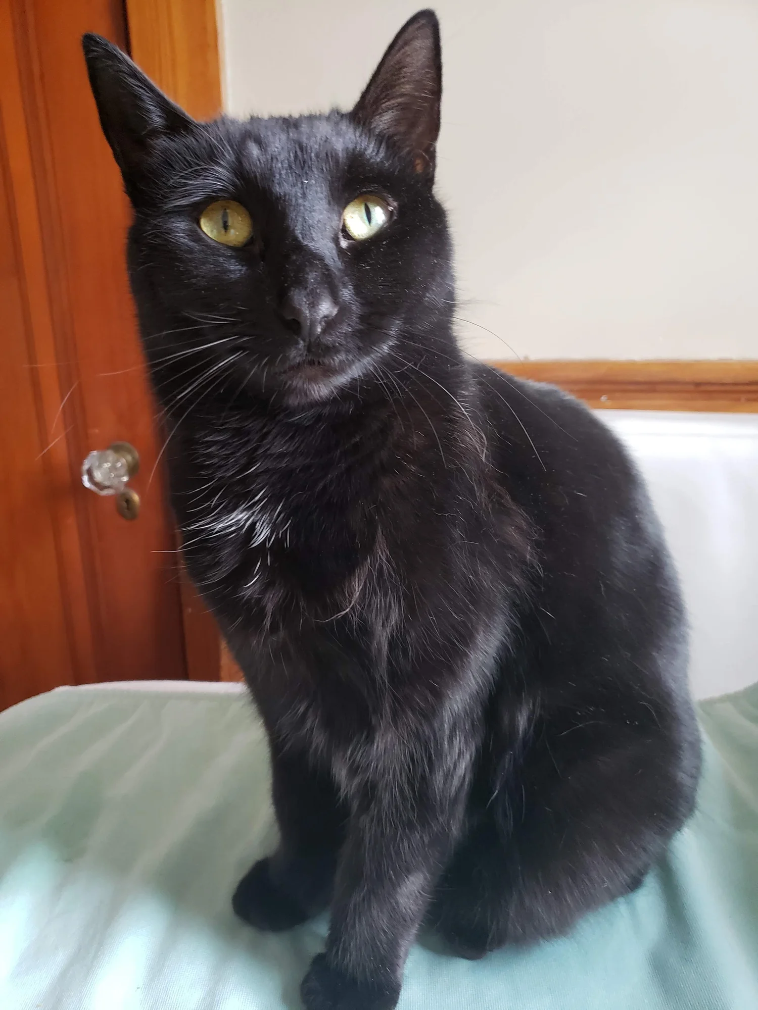 Black Cat Rescue | Boston, MA