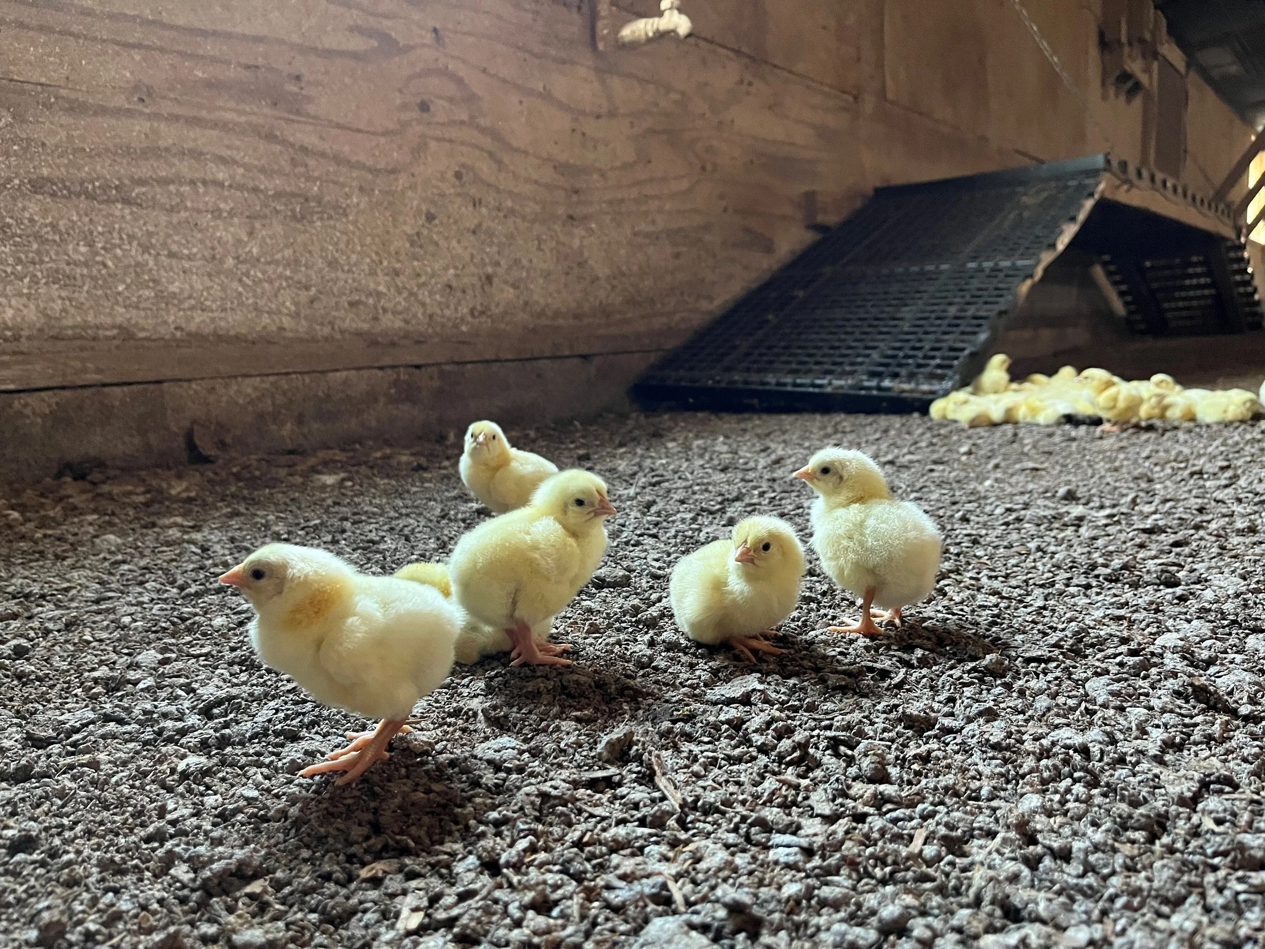 Perdue Adopts On-Farm Hatching, Marking Major US Industry Shift ...