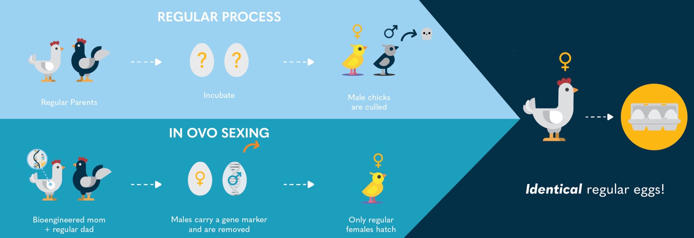 In-Ovo Sexing Quarterly Roundup: Q3 2023 — Innovate Animal Ag