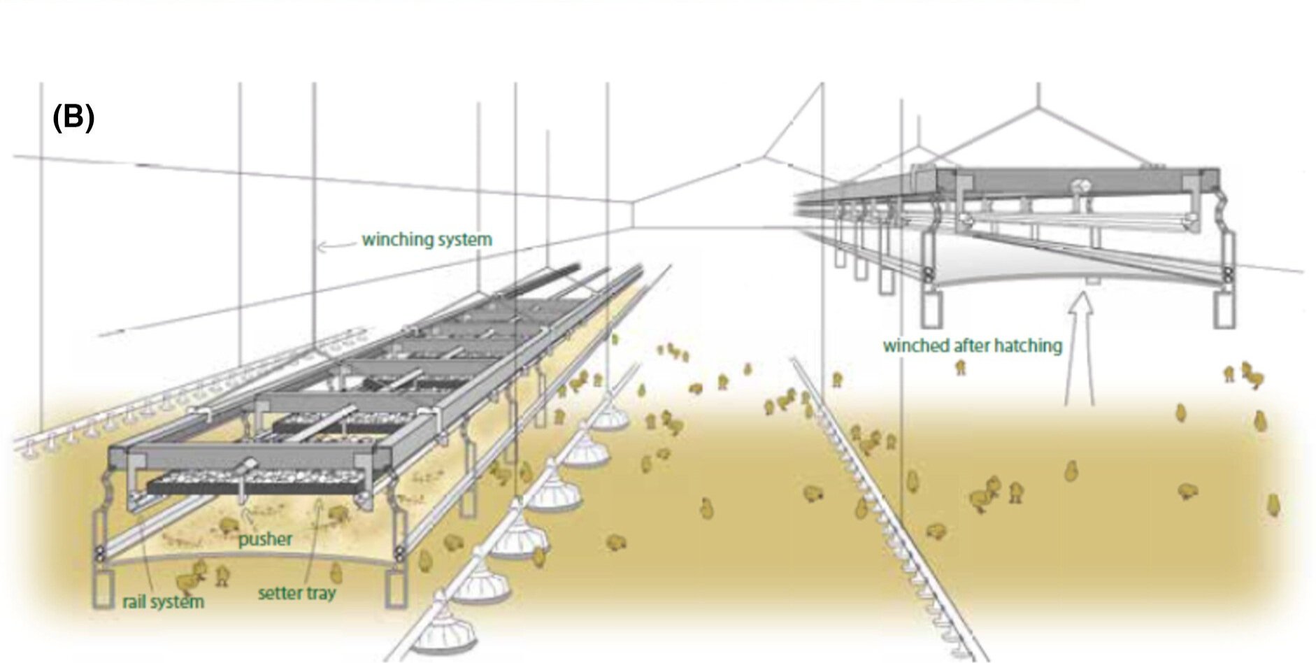 Overview: On-Farm Hatching — Innovate Animal Ag