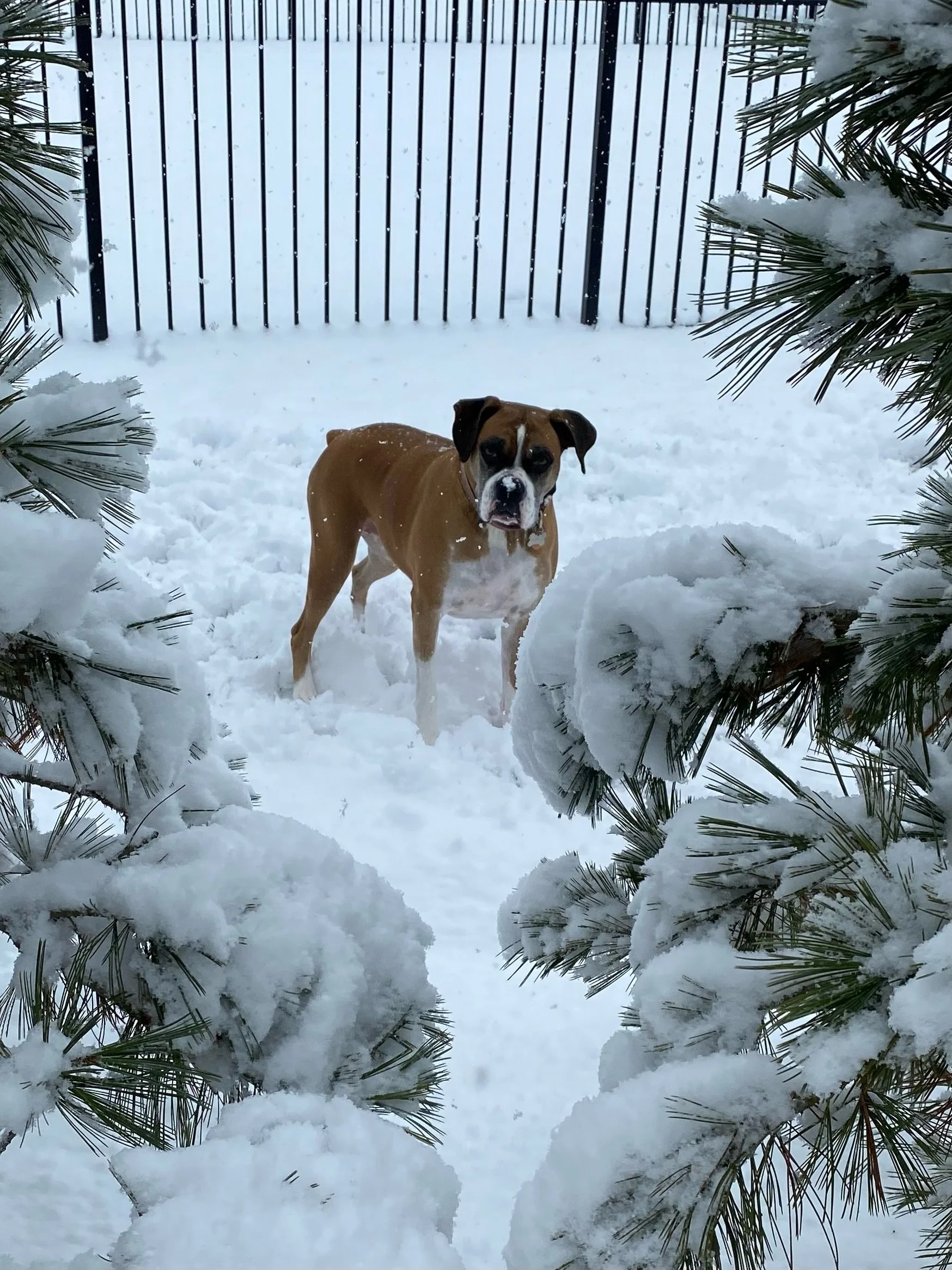 Photos — DoG Distilling Company