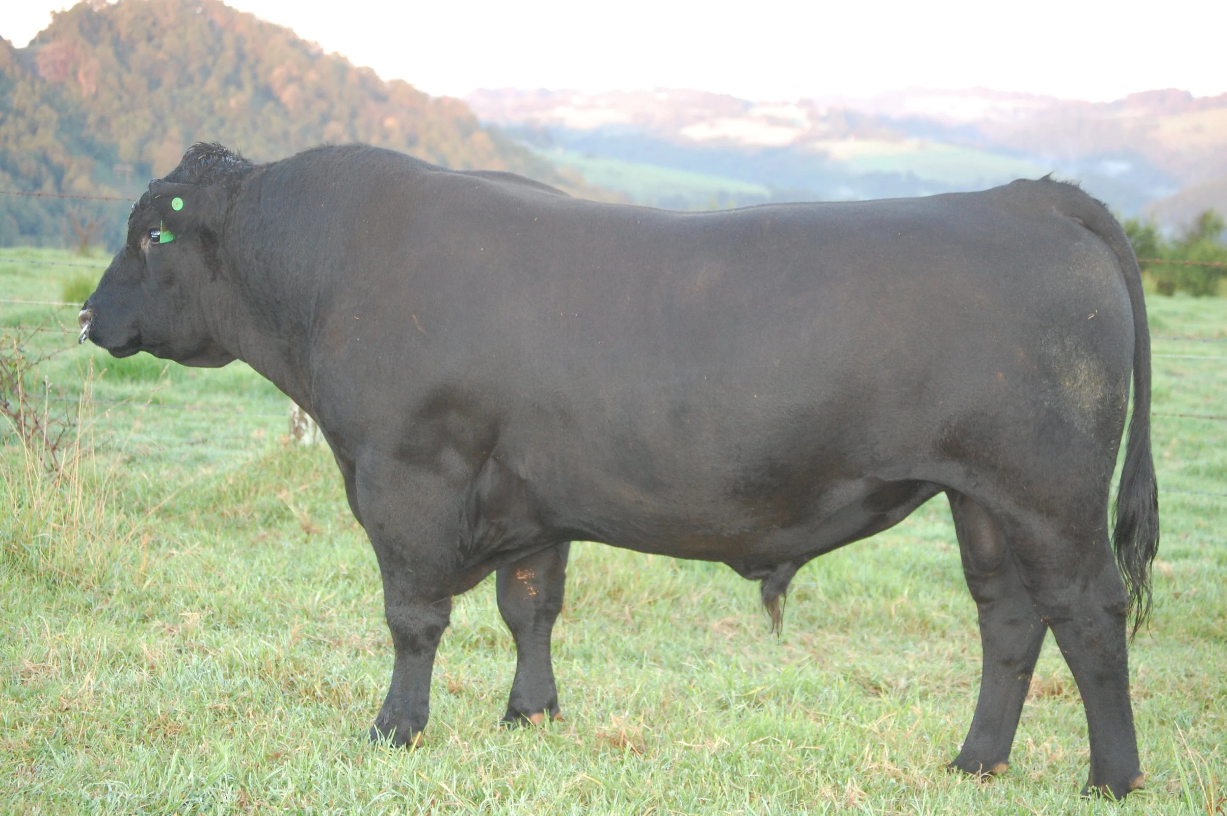 Breed Standard — Aberdeen-Angus Breeders Association Inc.