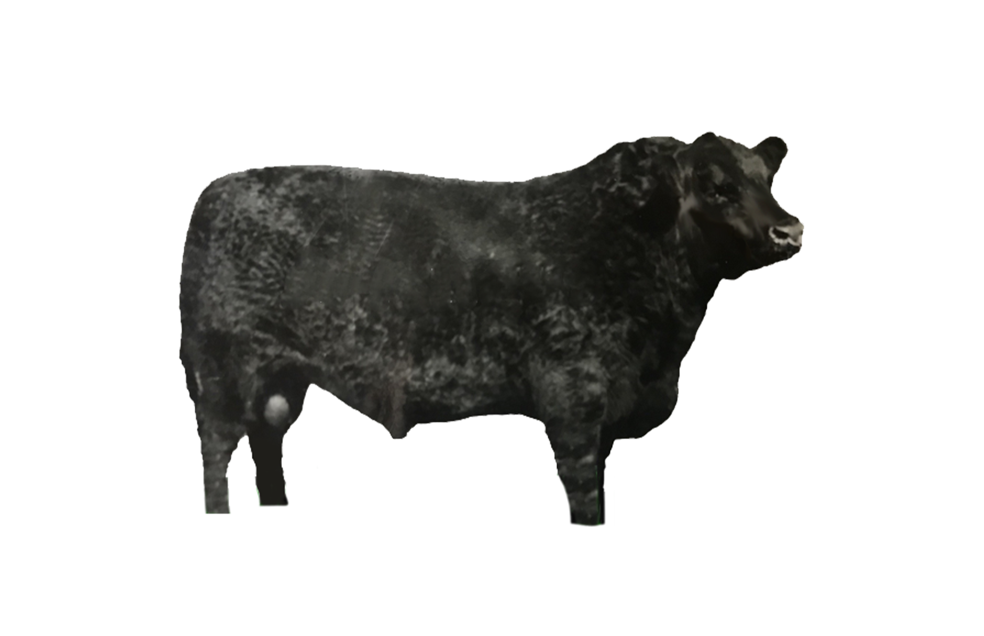 Aberdeen-Angus Breeders Association Inc.
