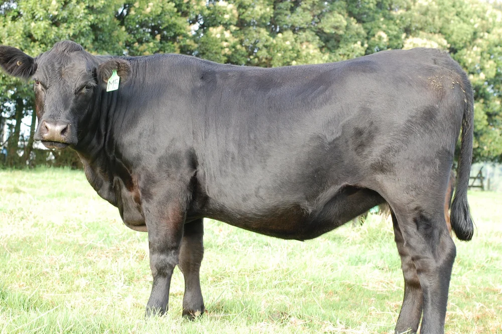 Breed Standard — Aberdeen-Angus Breeders Association Inc.