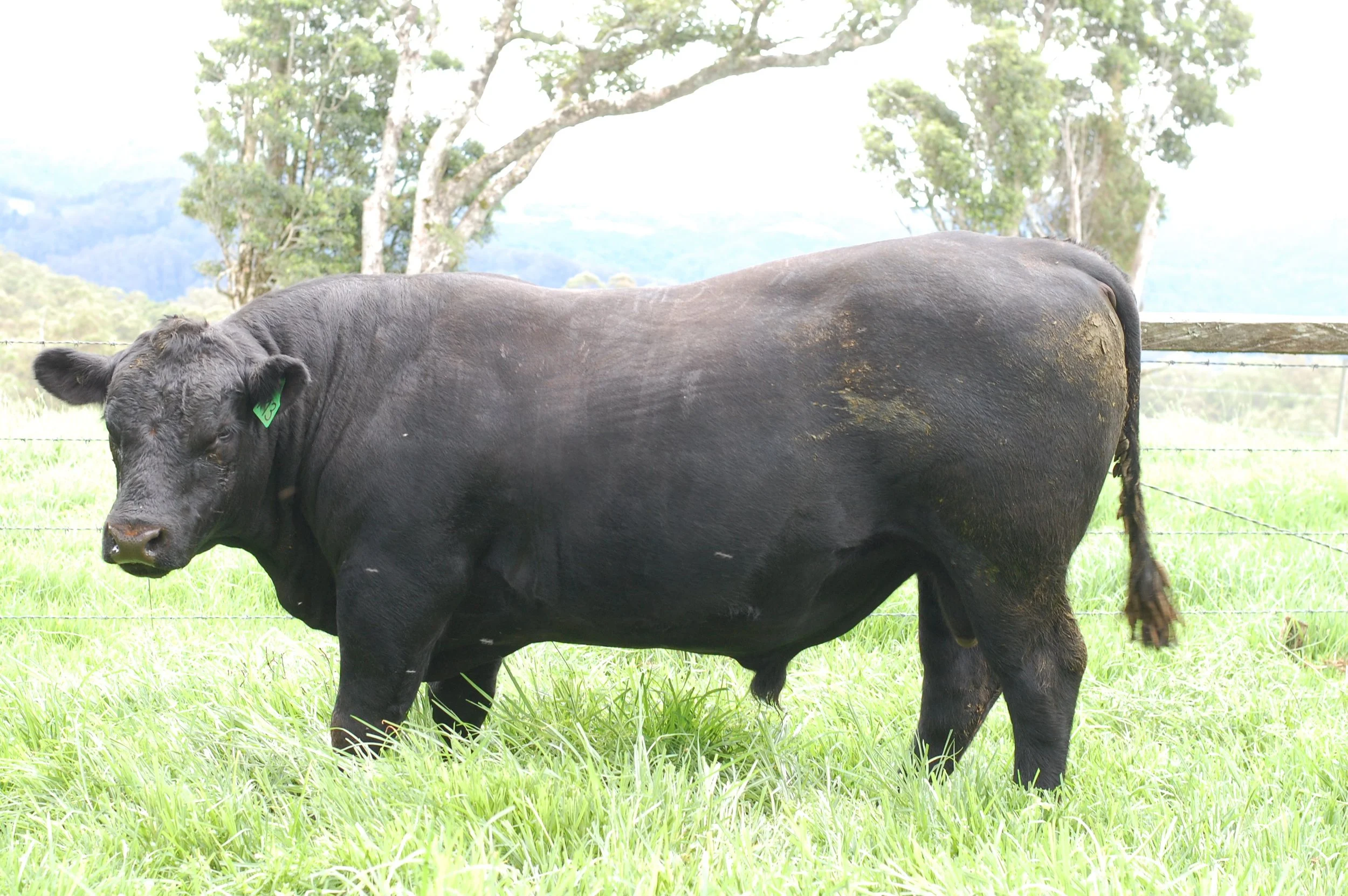 Breed Standard — Aberdeen-Angus Breeders Association Inc.