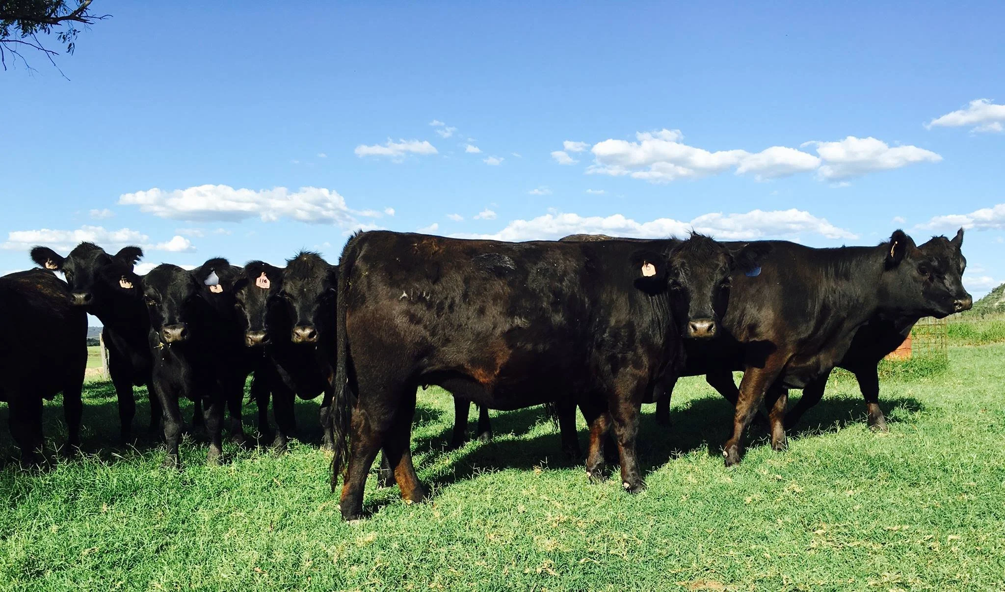 Breed Standard — Aberdeen-Angus Breeders Association Inc.