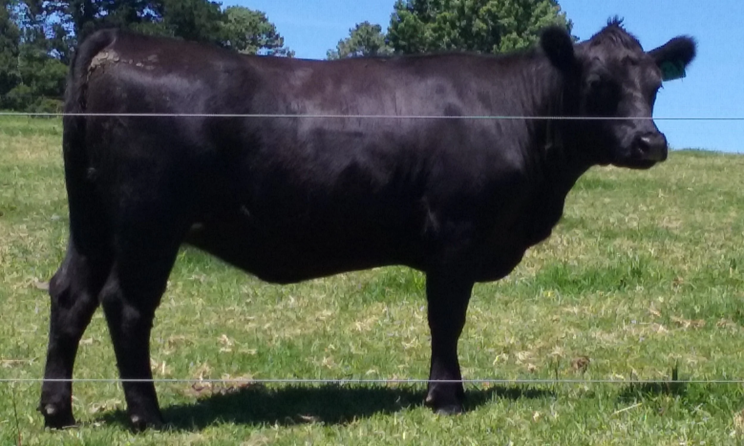 Breed Standard — Aberdeen-Angus Breeders Association Inc.