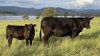 Aberdeen-Angus Breeders Association Inc.