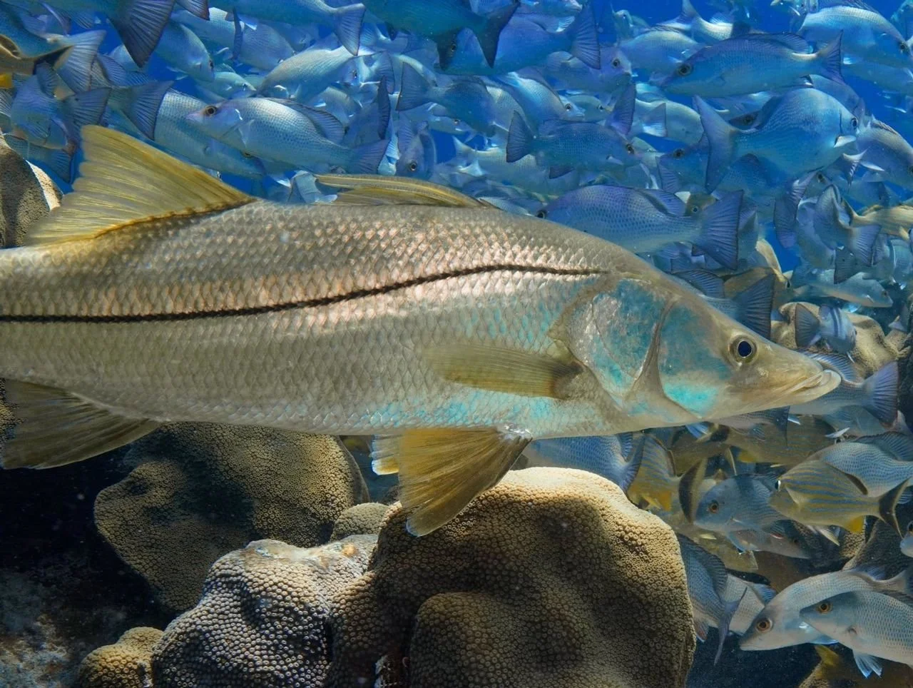 Fishing Charters | Southwest Florida | Fish Often Charters