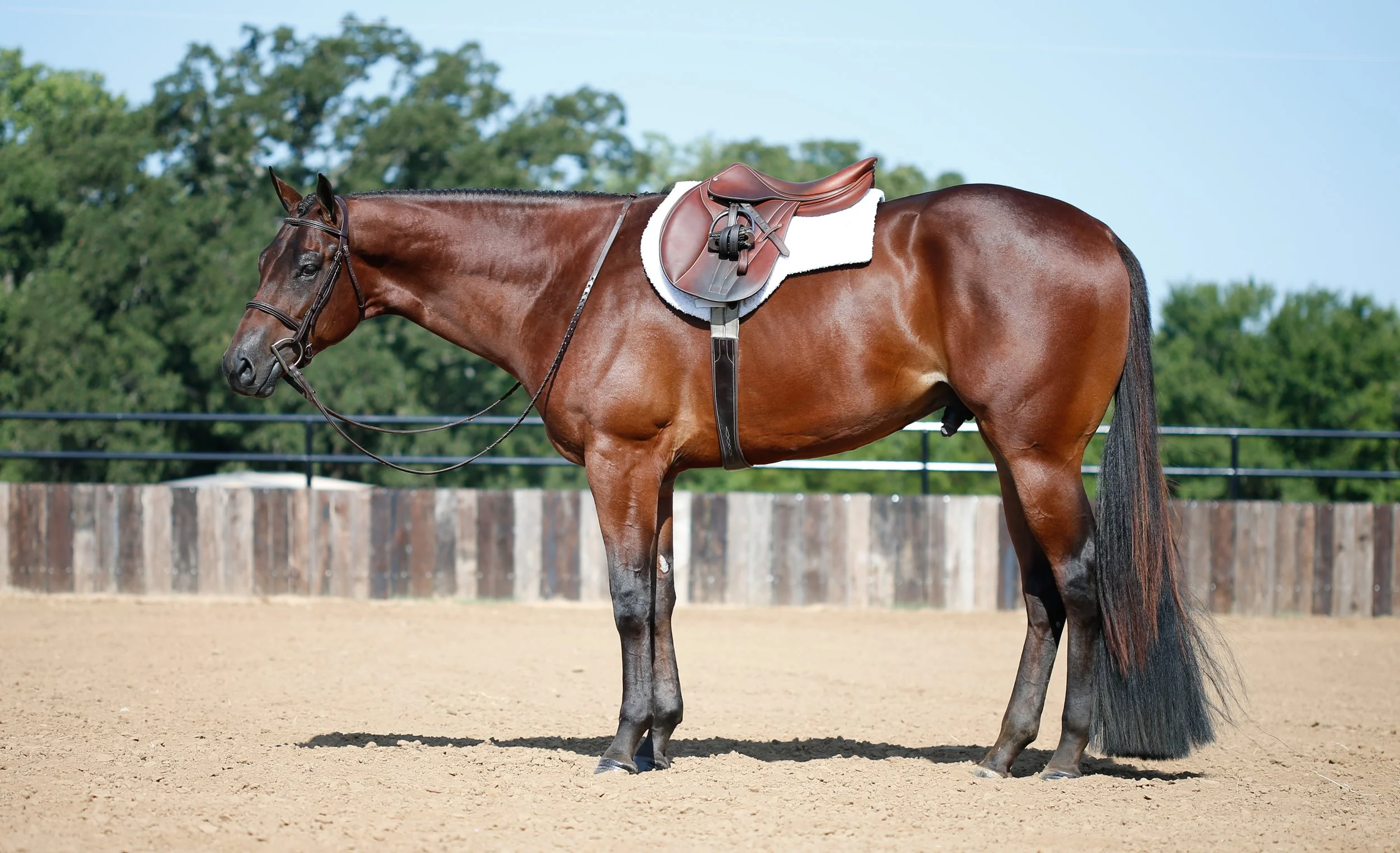 Alcatraz “Raz” 2015 AQHA Stallion