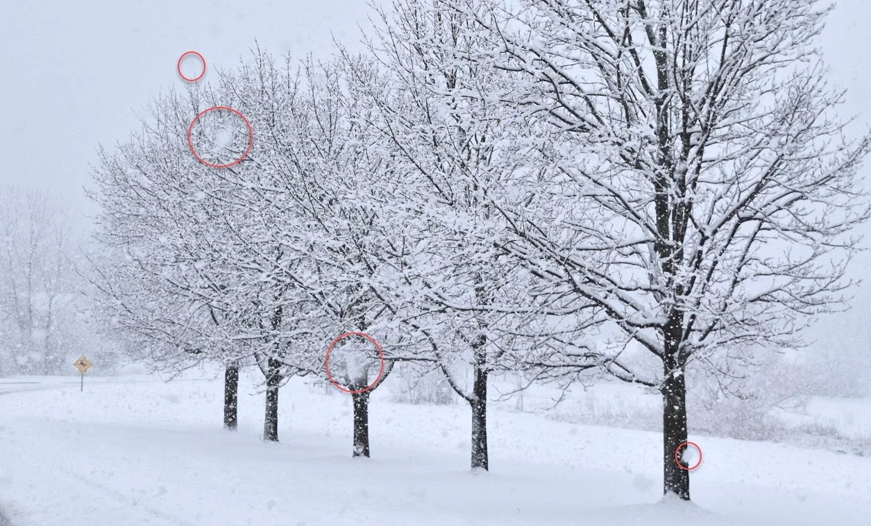Challenges of a snowstorm — Alan Brown | Intentional Camera Movement ...