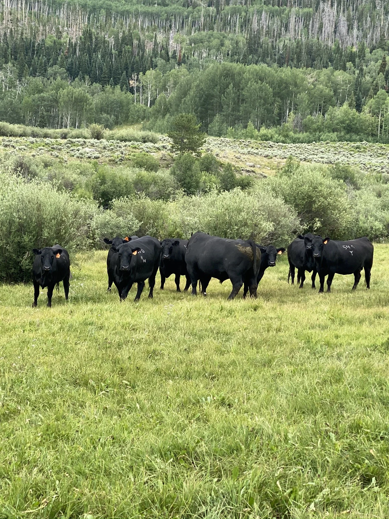 Lazy 3X Ranch | Wagyu & Certified Angus Beef | Pastured Lamb | Mack, CO