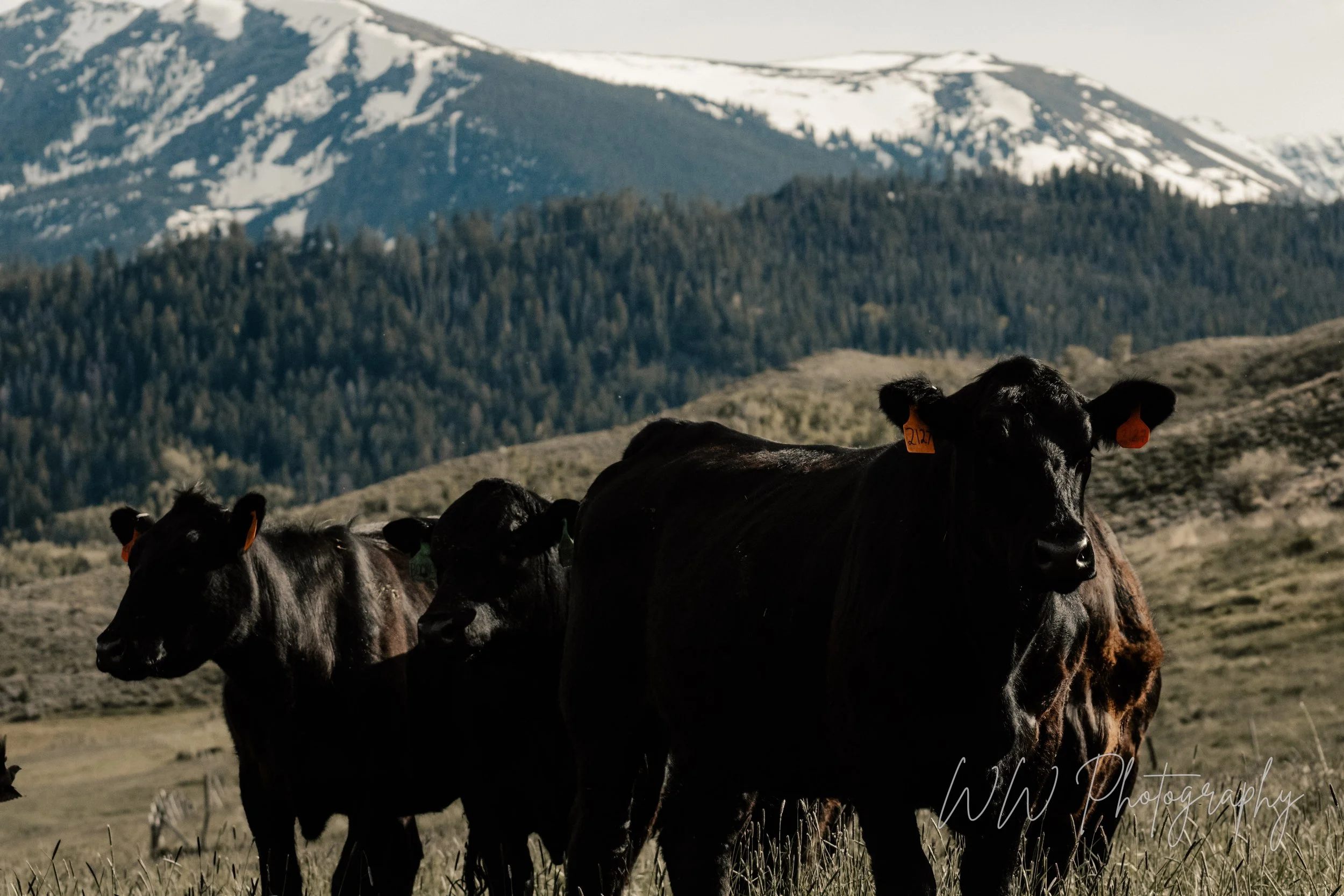 Lazy 3X Ranch | Wagyu & Certified Angus Beef | Pastured Lamb | Mack, CO
