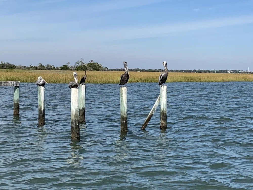 Morris Island Charters | Explore & Reserve Now