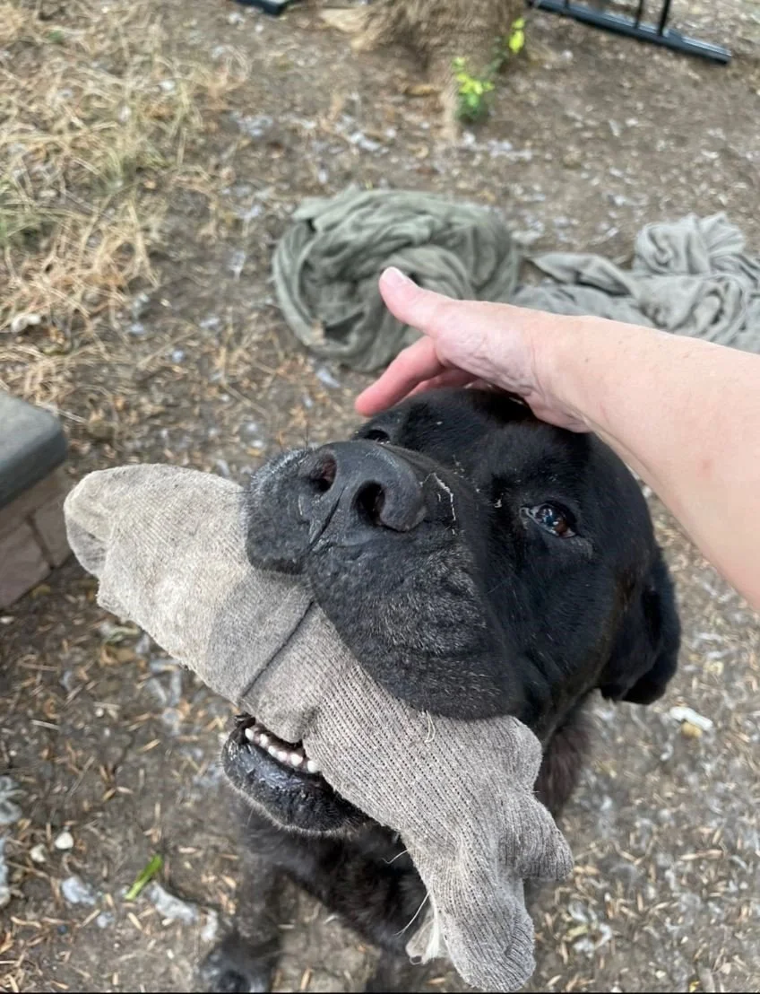 Available Puppies/Dogs — Bluebonnet Mastiffs